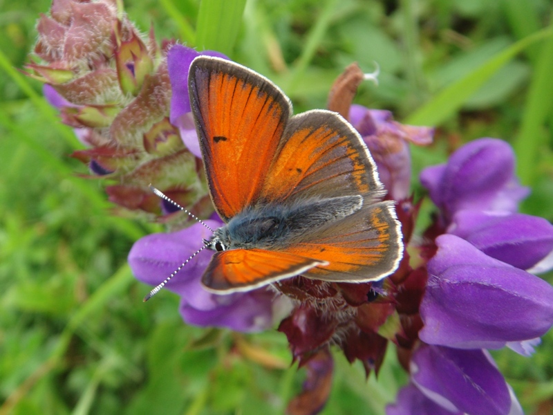Gallery | An eco friendly renovation project in the Ariege, French Pyrenees