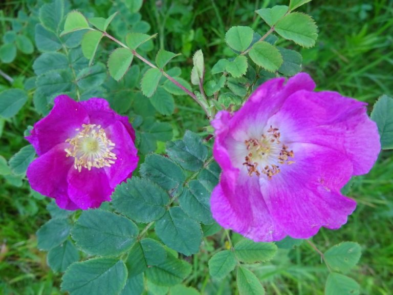 Blog | An eco friendly barn conversion in the Ariege, French Pyrenees